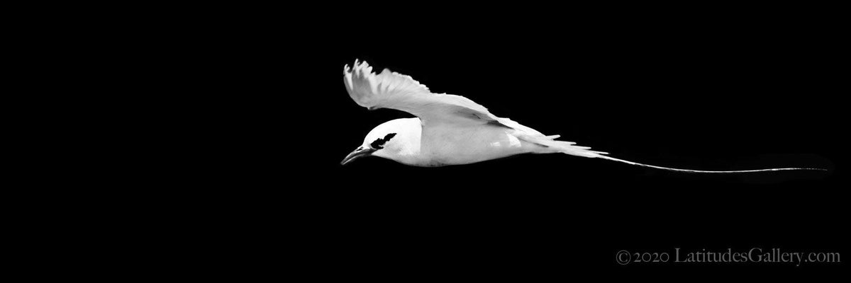 White Tropic Bird - Hawaiian Wildlife Photo, Kauai, HI – Latitudes Gallery