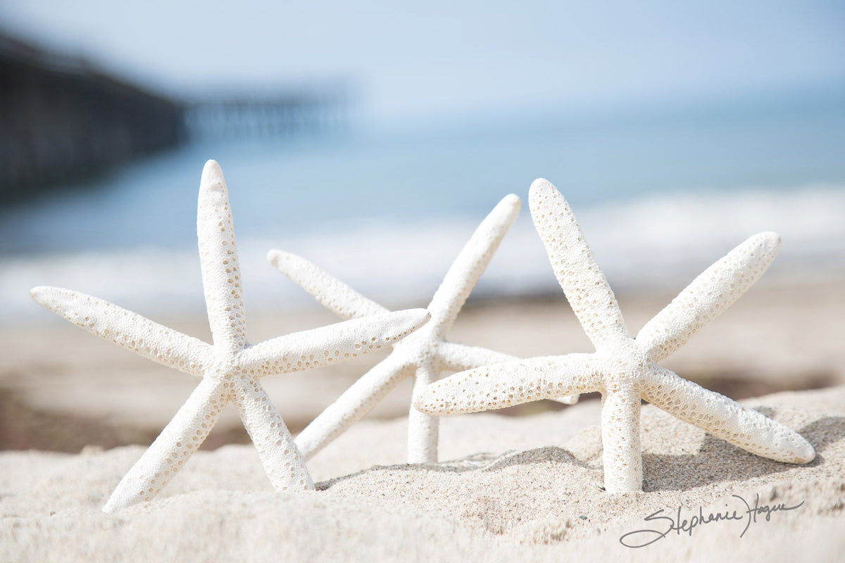 Sea Stars - Star Fish in Beach Sand Fine Art Photograph – Latitudes Gallery