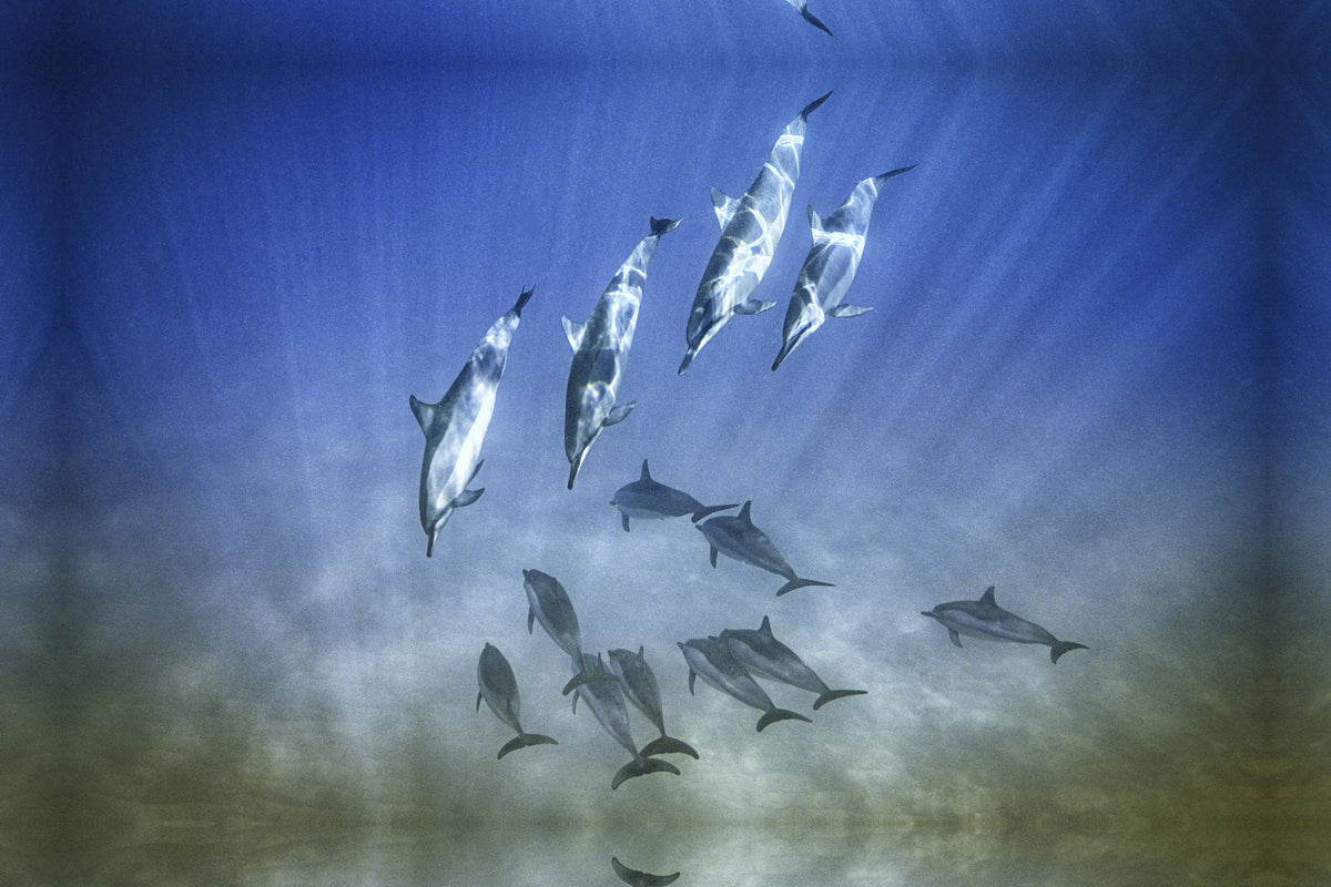 Spinner Dolphins – Latitudes Gallery