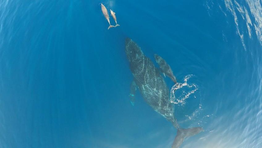 Mother Whale and Mother Dolphin Introduce Their Babies – Latitudes Gallery