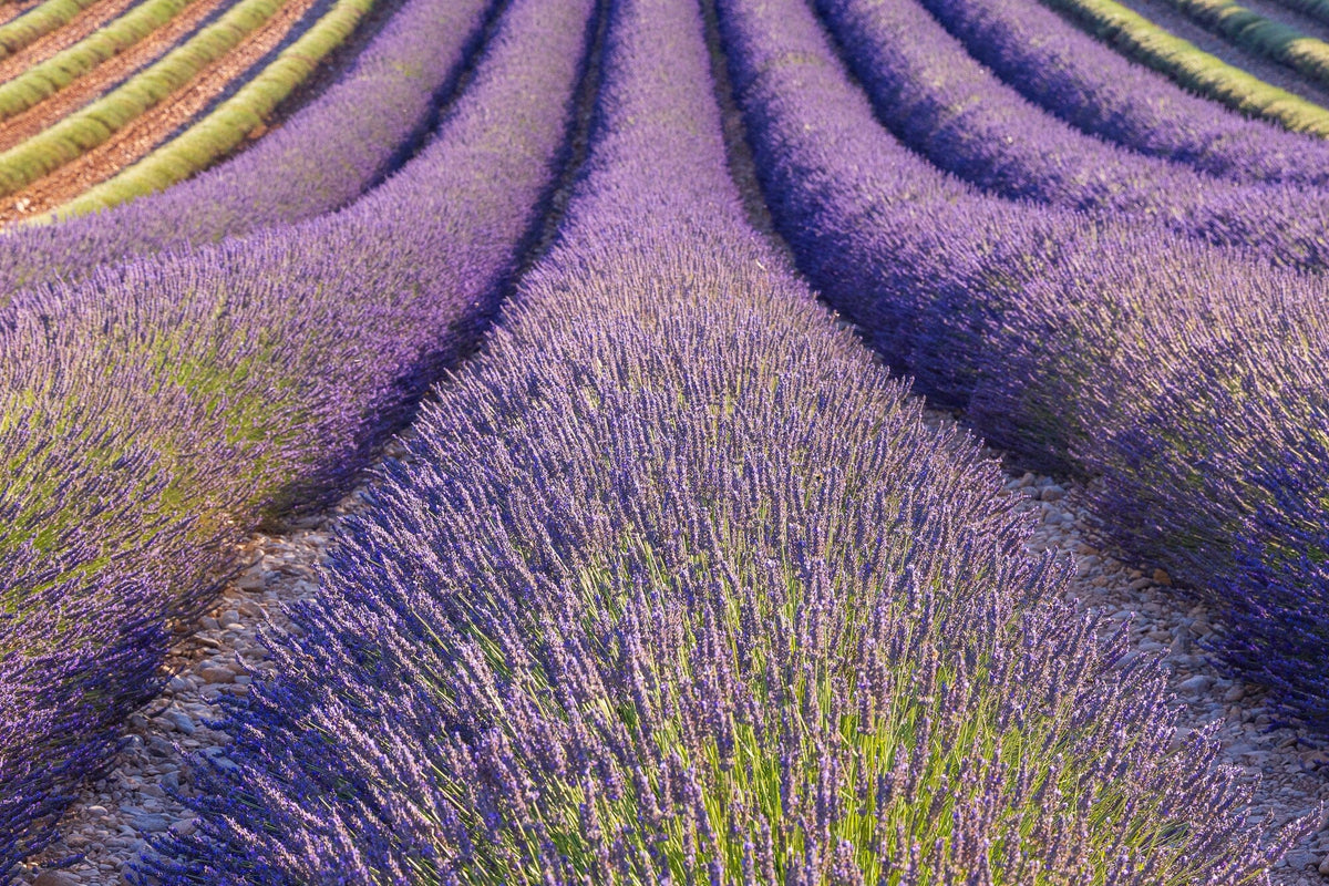 "Lavender Lines" Provence, France – Latitudes Gallery