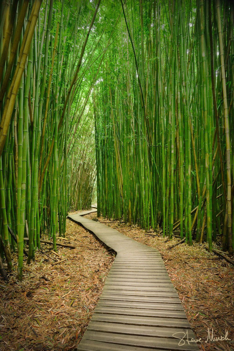 Zen Pathway - Stone Path Through Bamboo Wall Art Photo, HI – Latitudes ...