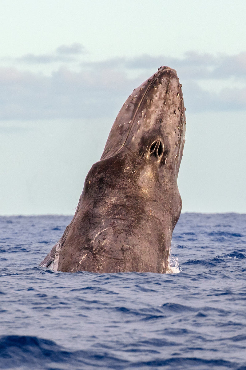 "Spy Hop" | Hawaii Marine Wildlife – Latitudes Gallery
