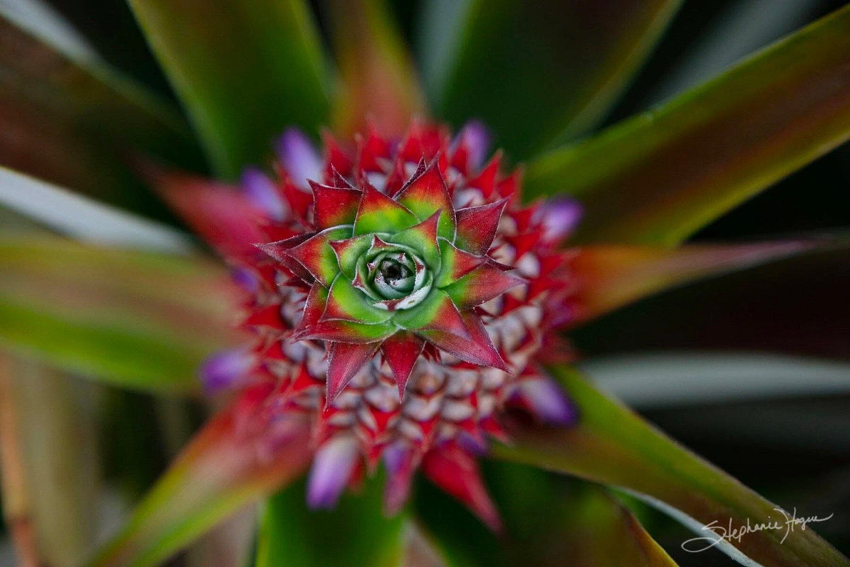 Hawaiian White Pineapple Flower - Floral Fine Art Photograph ...