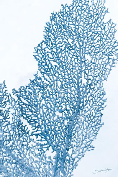 Blue Coral - Blue Coral on White Wall Art Photograph – Latitudes Gallery