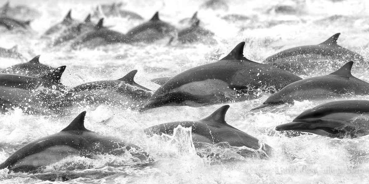 Dolphines on the Run - Dolphin Pod Racing in Ocean Photograph ...