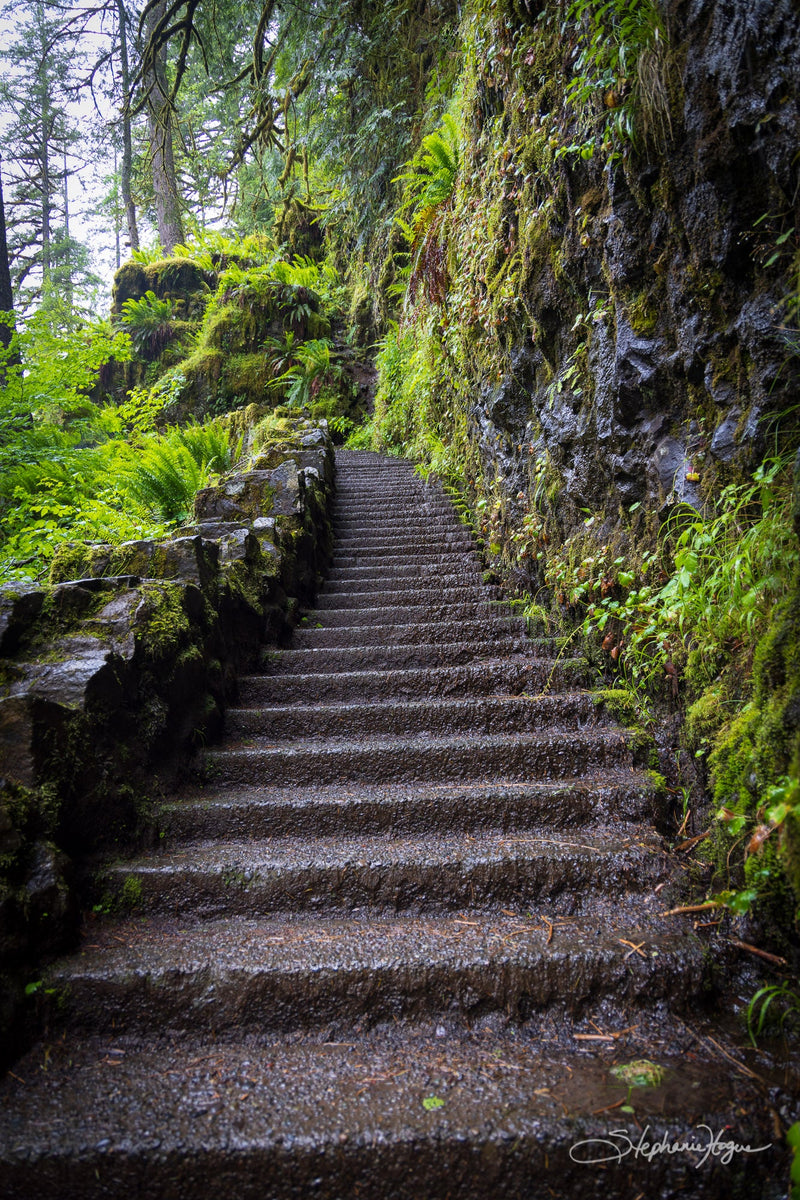Forest Pathway - Fine Art Nature Photograph – Latitudes Gallery