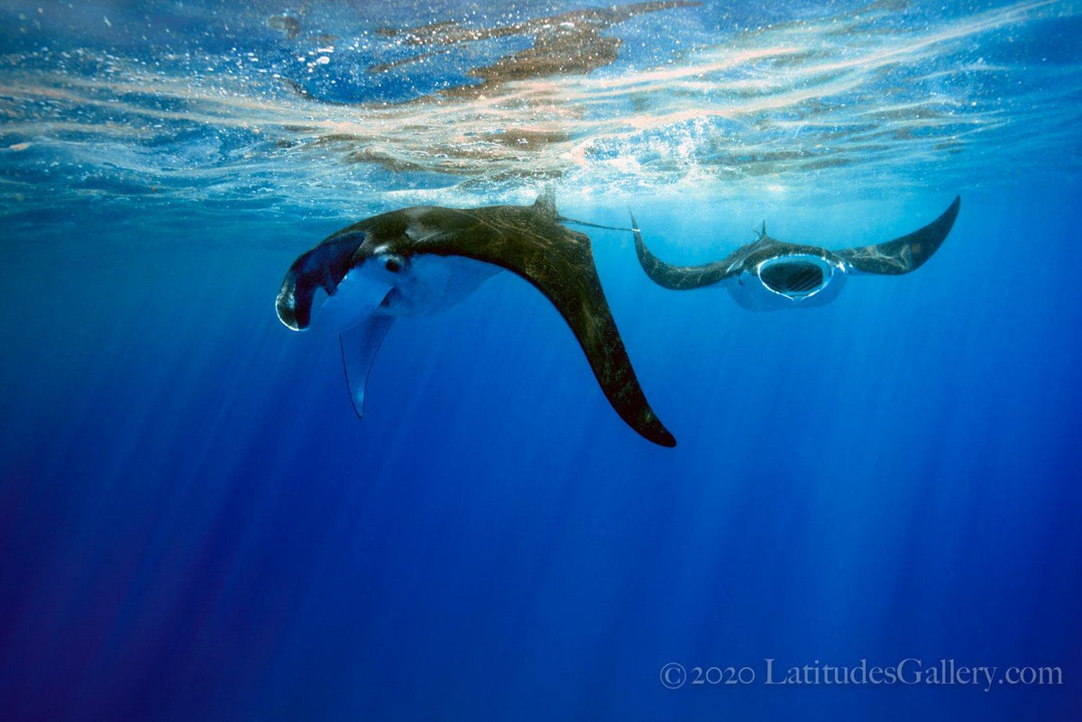 Manta Ray Smiles - Manta Rays Fine Art Photo, Kauai, Hawaii – Latitudes ...