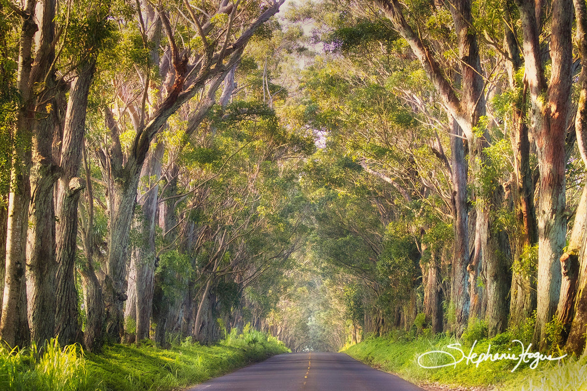 Road to Koloa - Hawaiian Tree Lined Road Photo, Kauai, HI – Latitudes ...