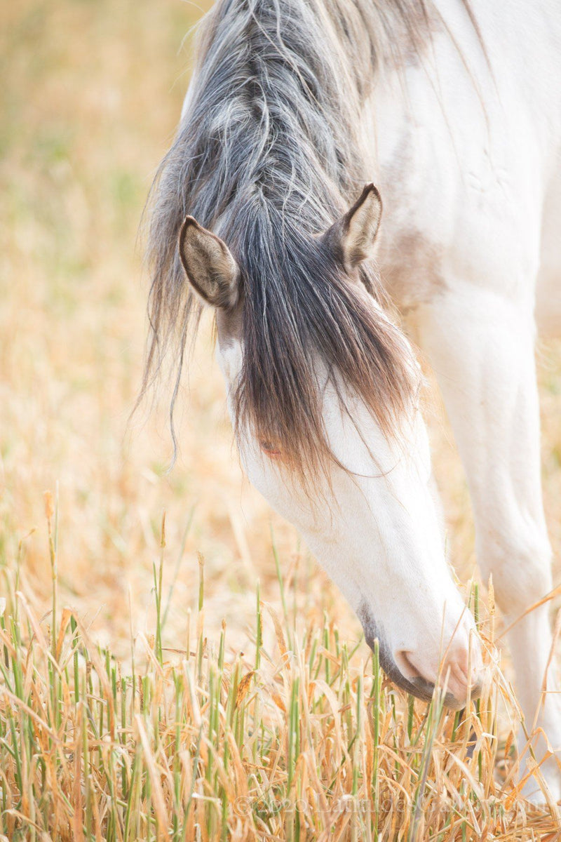 Shy Horse - Fine Art Photograph of a Horse Eating Grass – Latitudes Gallery