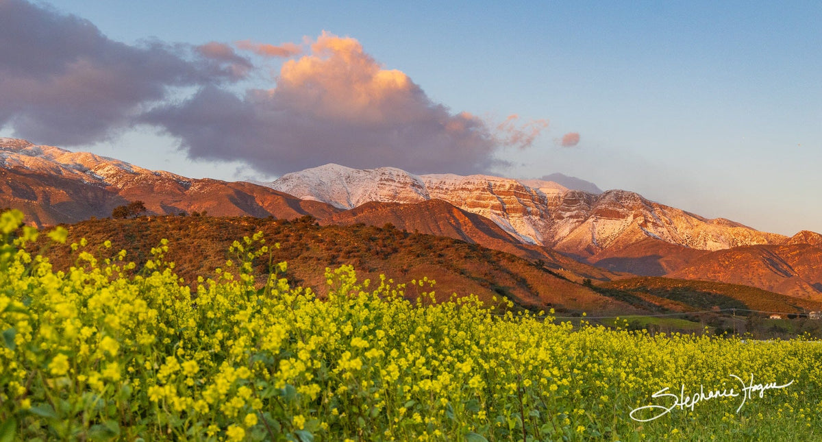"Snowy Topa Topa and Mustard Flowers" | Ojai, CA – Latitudes Gallery