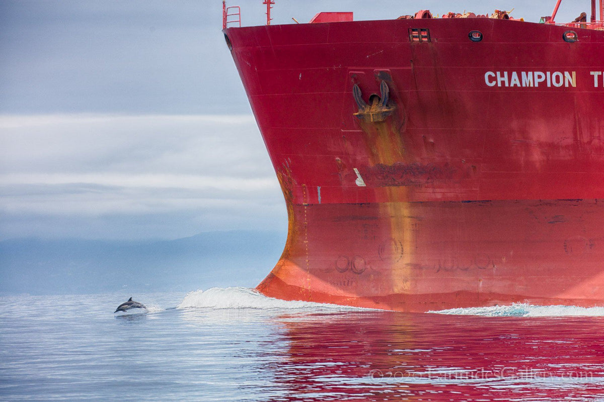 Spirit of a Champion - Dolphin Swims Ahead of a Ship Photo, HI ...