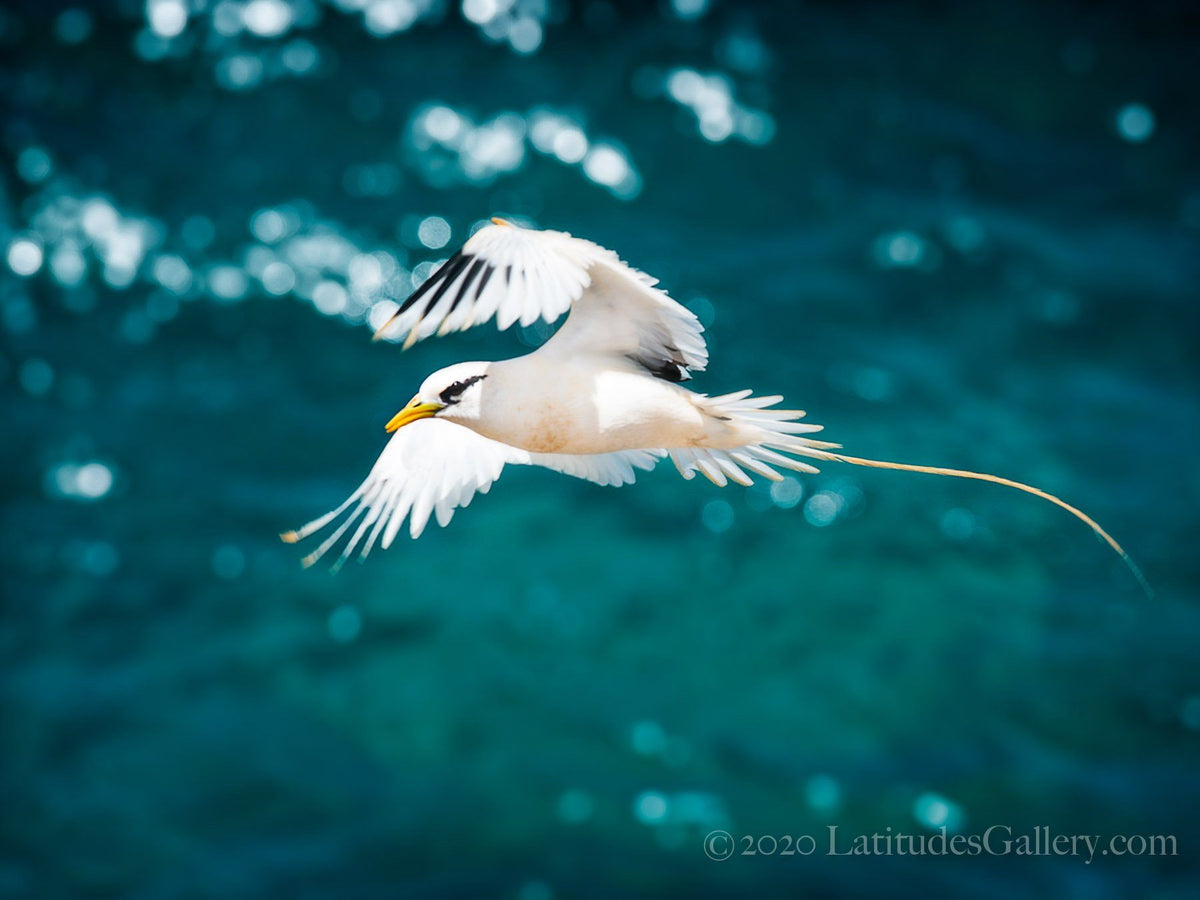 Tropical Bird in Flight - White Bird Over Ocean Photo, Hawaii ...