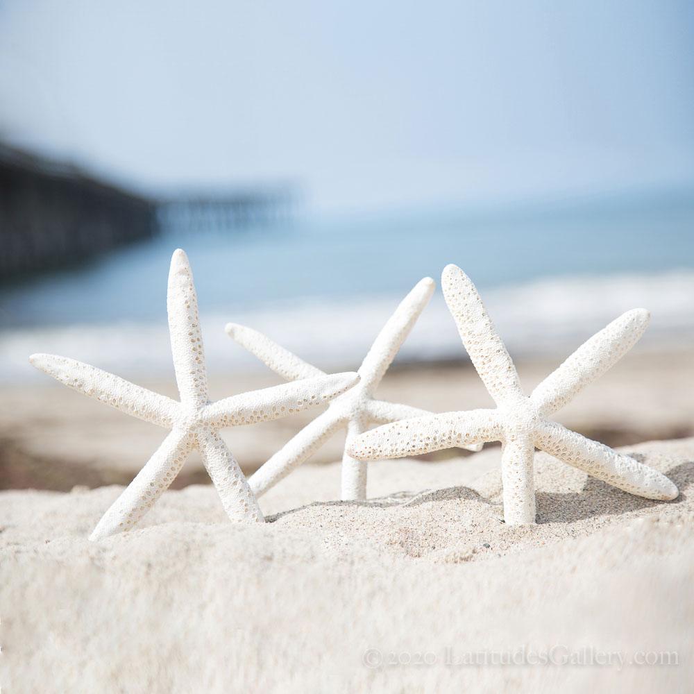 "Sand Stars" - Wood Print – Latitudes Gallery