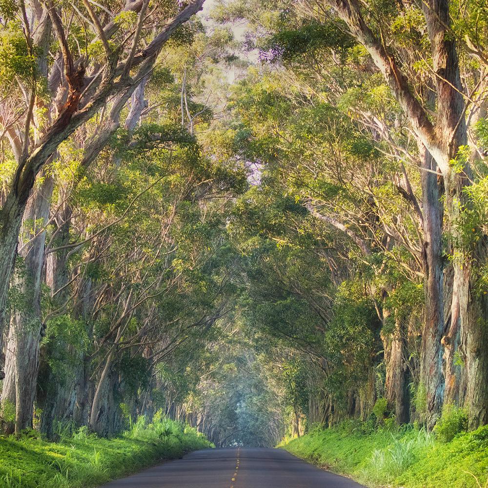 "Road to Koloa" - Wood Print – Latitudes Gallery