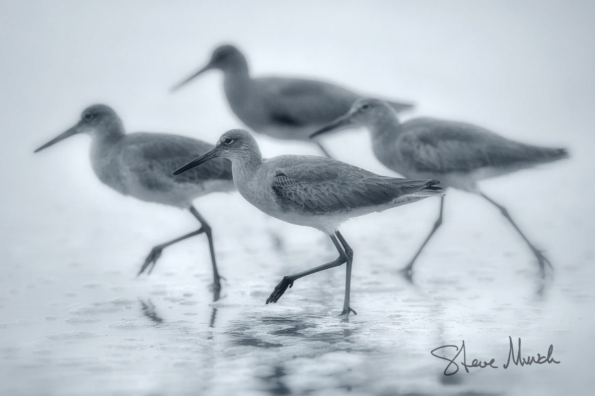 Shore Dance - Sandpiper Birds Walking on Beach Nature Photo – Latitudes ...