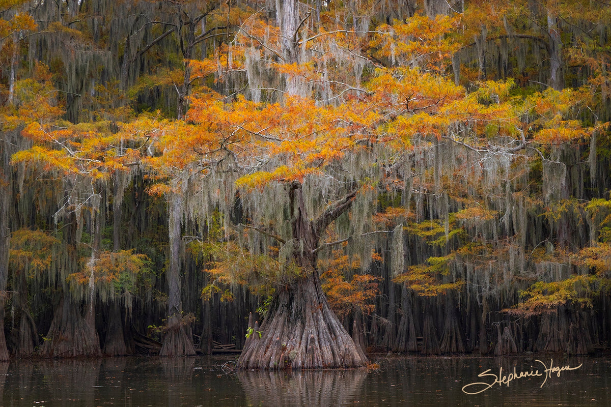 "Mother Tree" | Texas – Latitudes Gallery